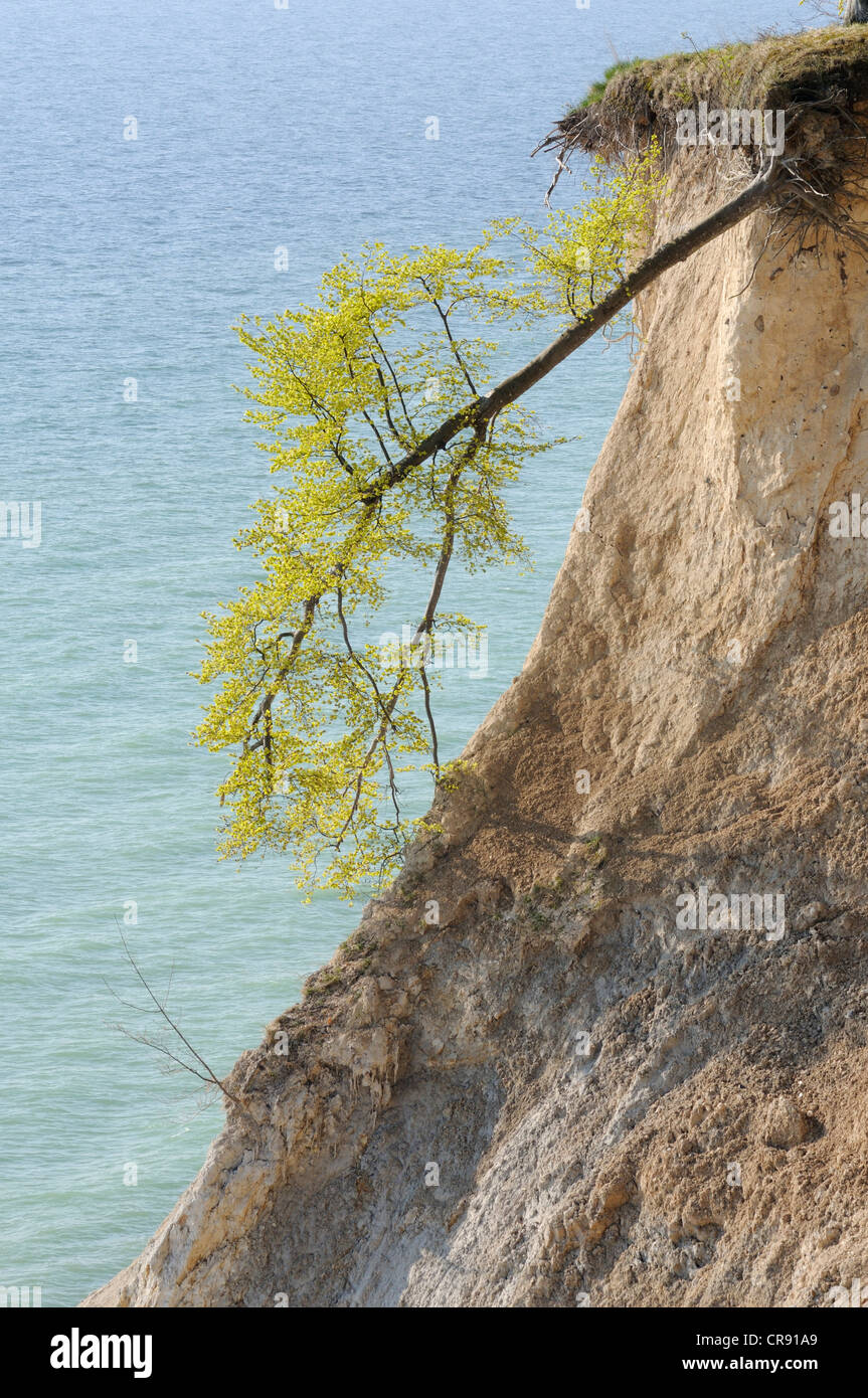 Tree growing on edge cliff hi-res stock photography and images - Alamy