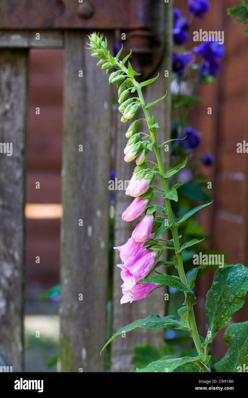 Digitalis purpurea against an old wooden gate Stock Photo - Alamy