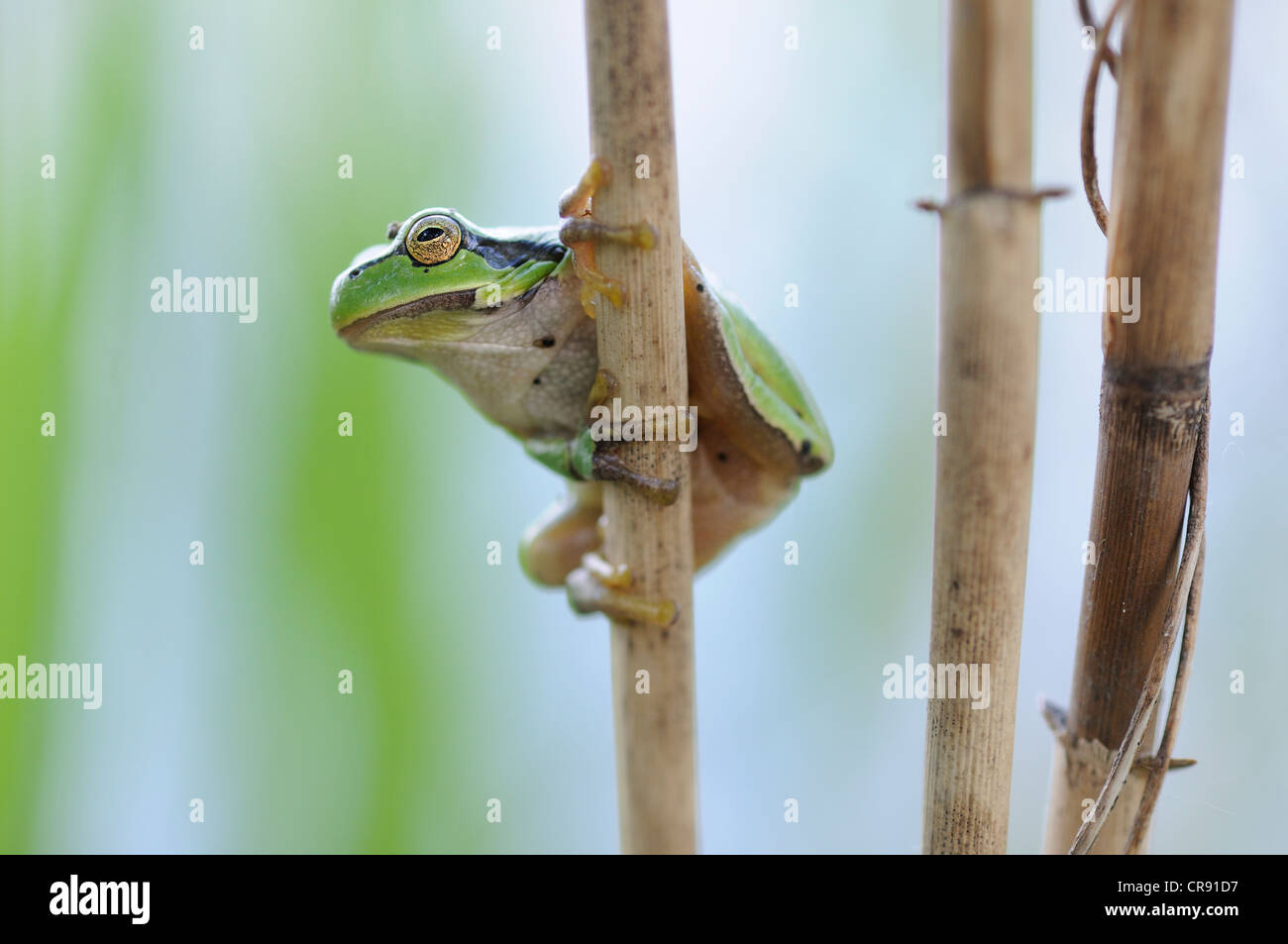 Tree frog amphibians plants hi-res stock photography and images - Alamy