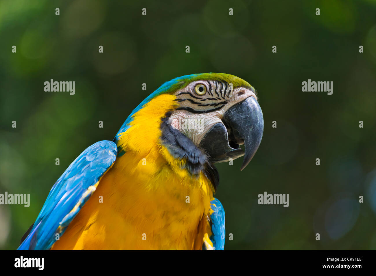 Parrot life hi-res stock photography and images - Alamy