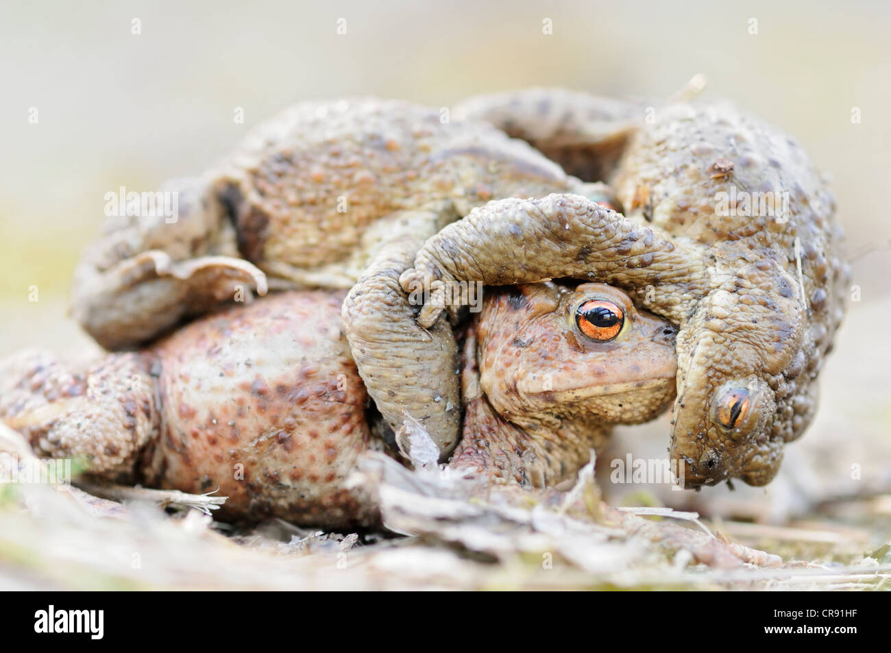 Female toads hi-res stock photography and images - Alamy