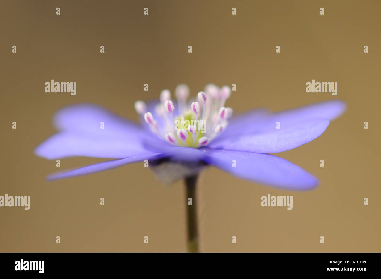 Hepatica (Anemone hepatica), flower Stock Photo - Alamy