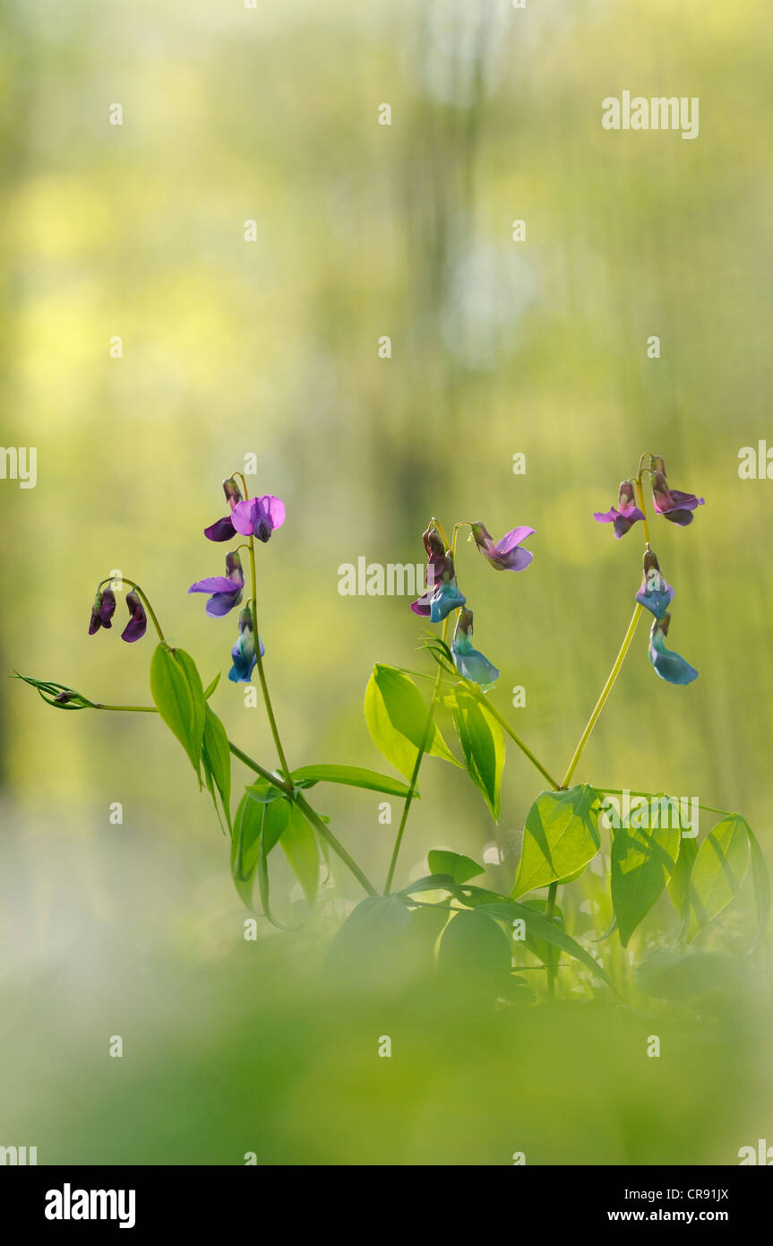 Spring Vetchling or Spring Pea (Lathyrus vernus) in lowland forest ...