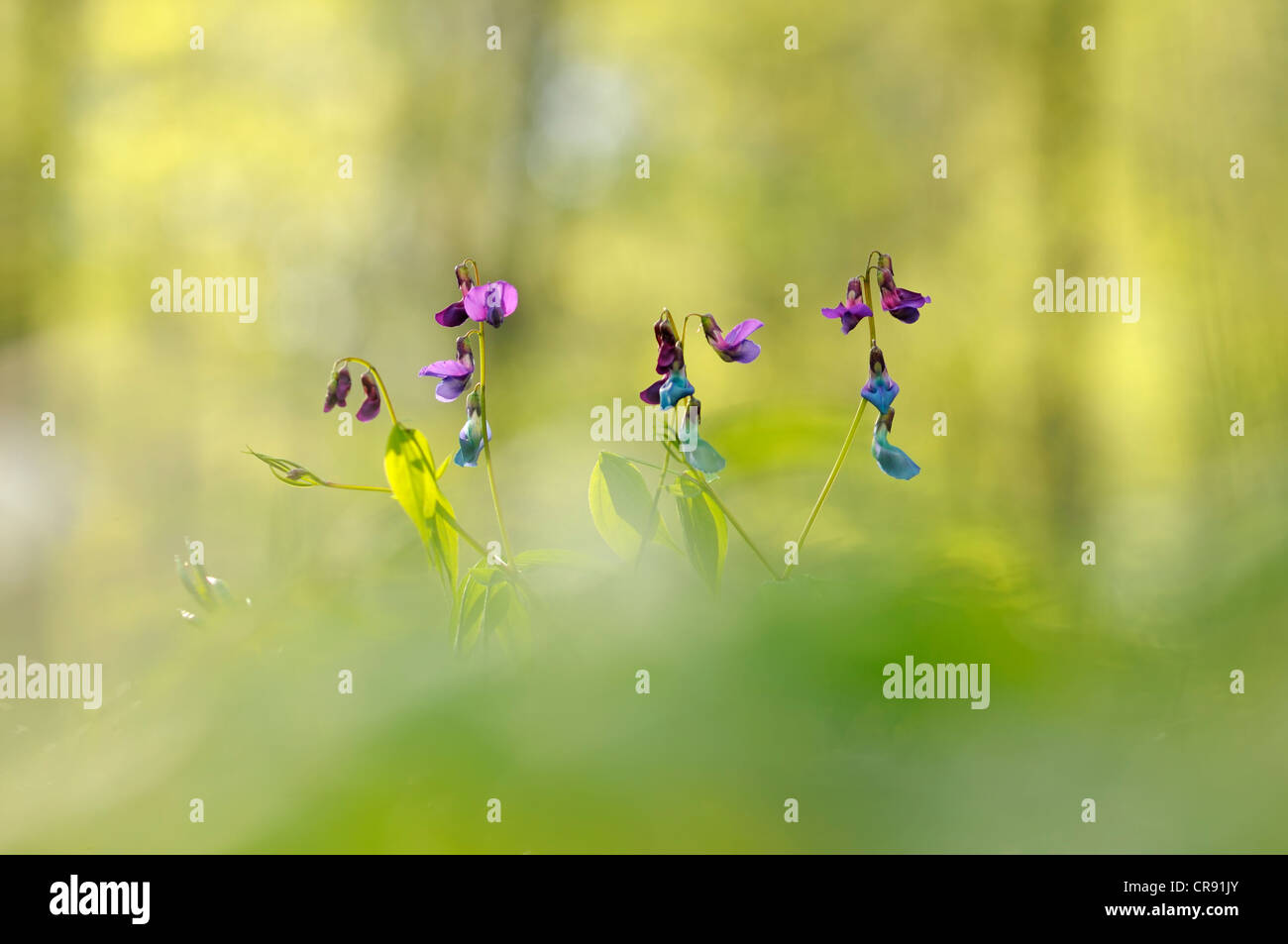 Spring Vetchling or Spring Pea (Lathyrus vernus) in lowland forest ...
