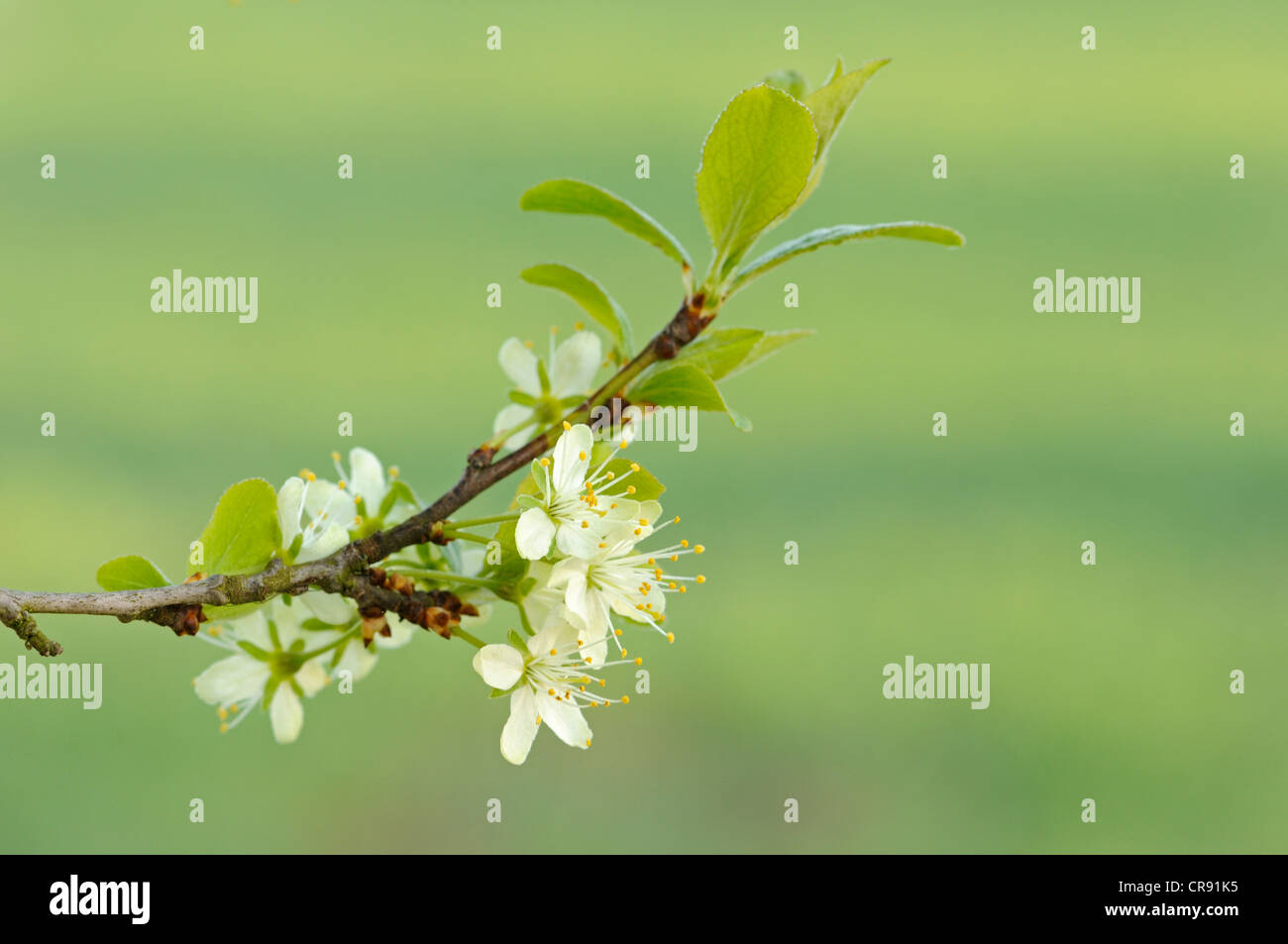 Prunus domestica tree hi-res stock photography and images - Alamy