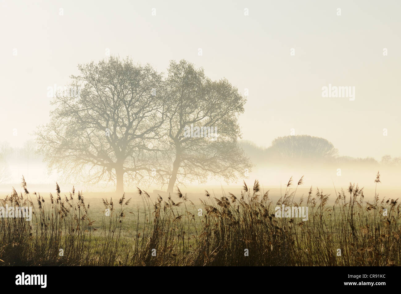 Trees in fog Stock Photo - Alamy
