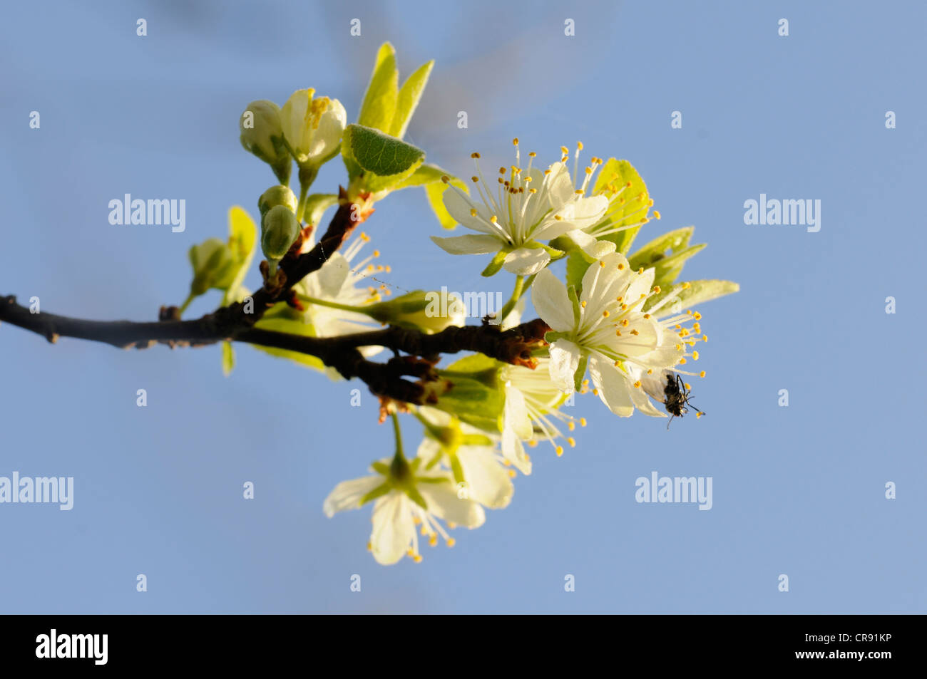 Prunus domestica tree hi-res stock photography and images - Alamy