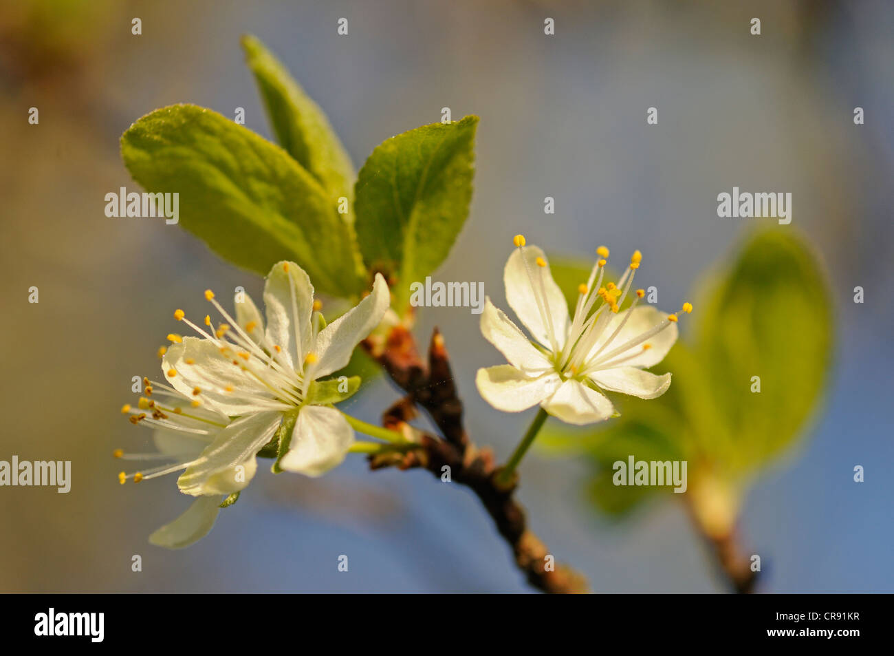 Prunus domestica tree hi-res stock photography and images - Alamy