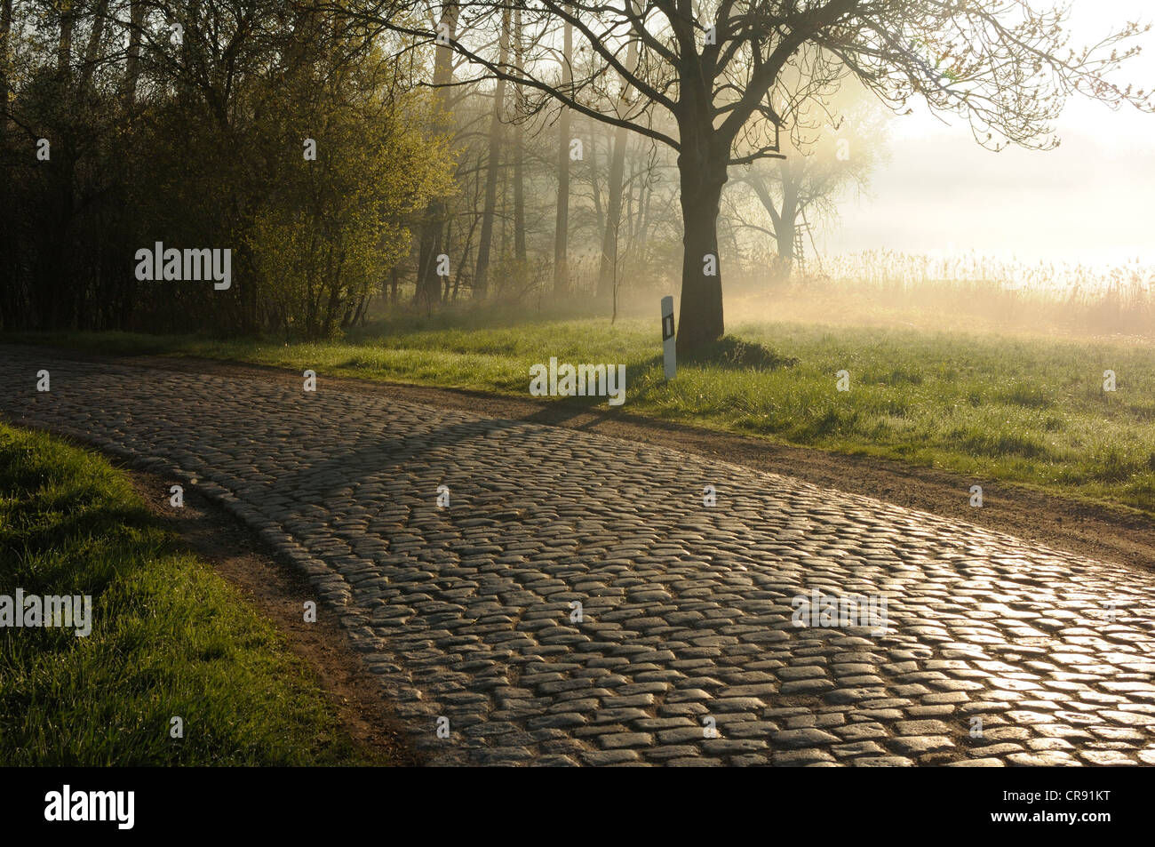 Old country road with cobblestones near Horburg Masslau, Saxony-Anhalt ...