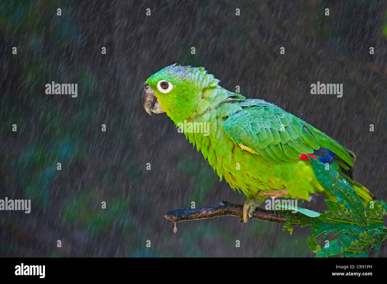 Parrot in rain, Honduras Stock Photo - Alamy