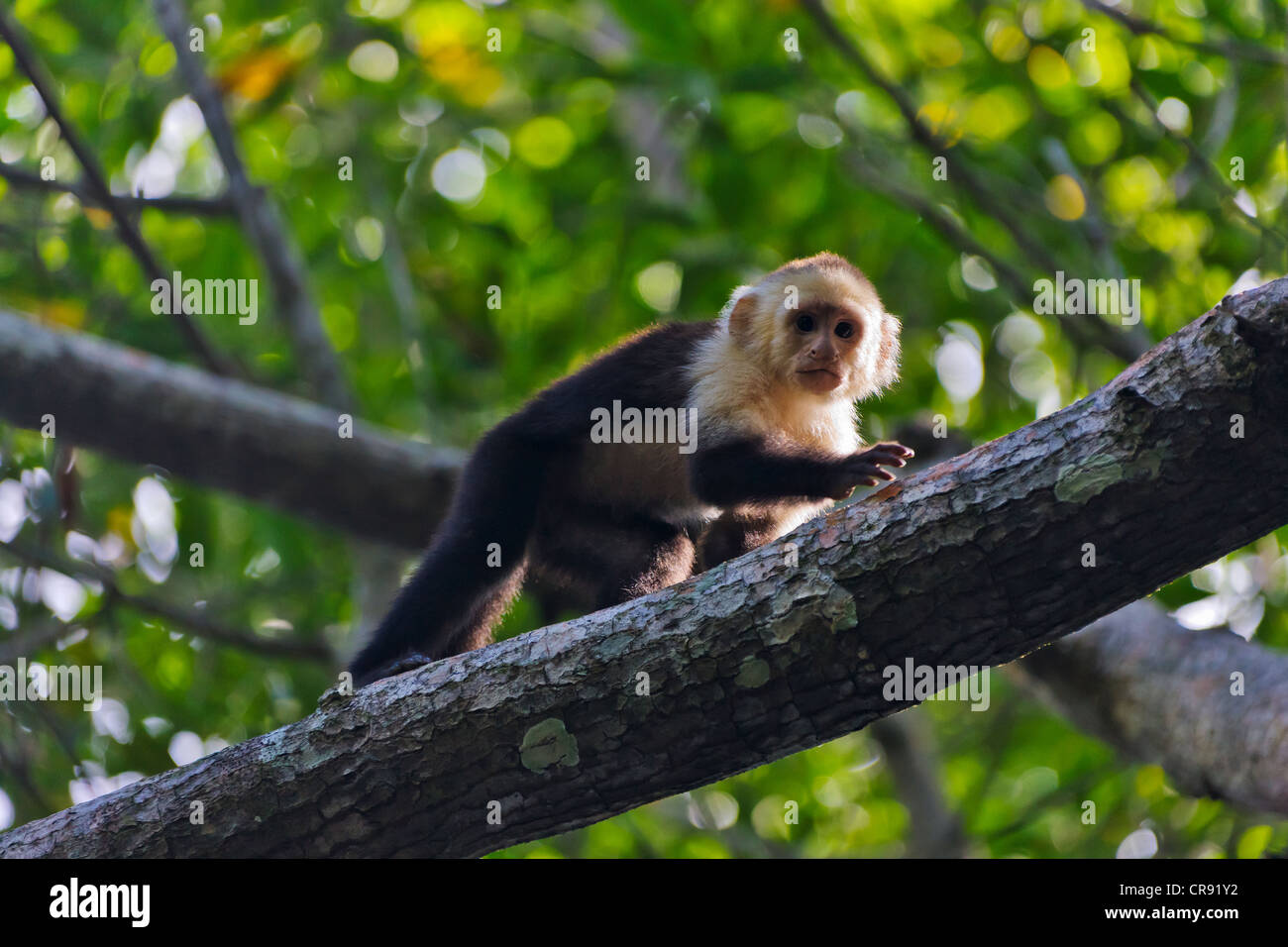 Pico bonito national park in honduras hi-res stock photography and ...