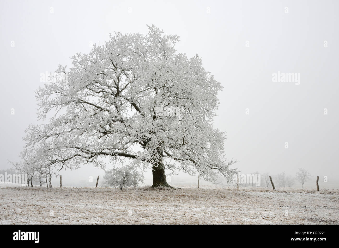 Tree with hoarfrost in winter, Harz mountain range, Saxony-Anhalt ...
