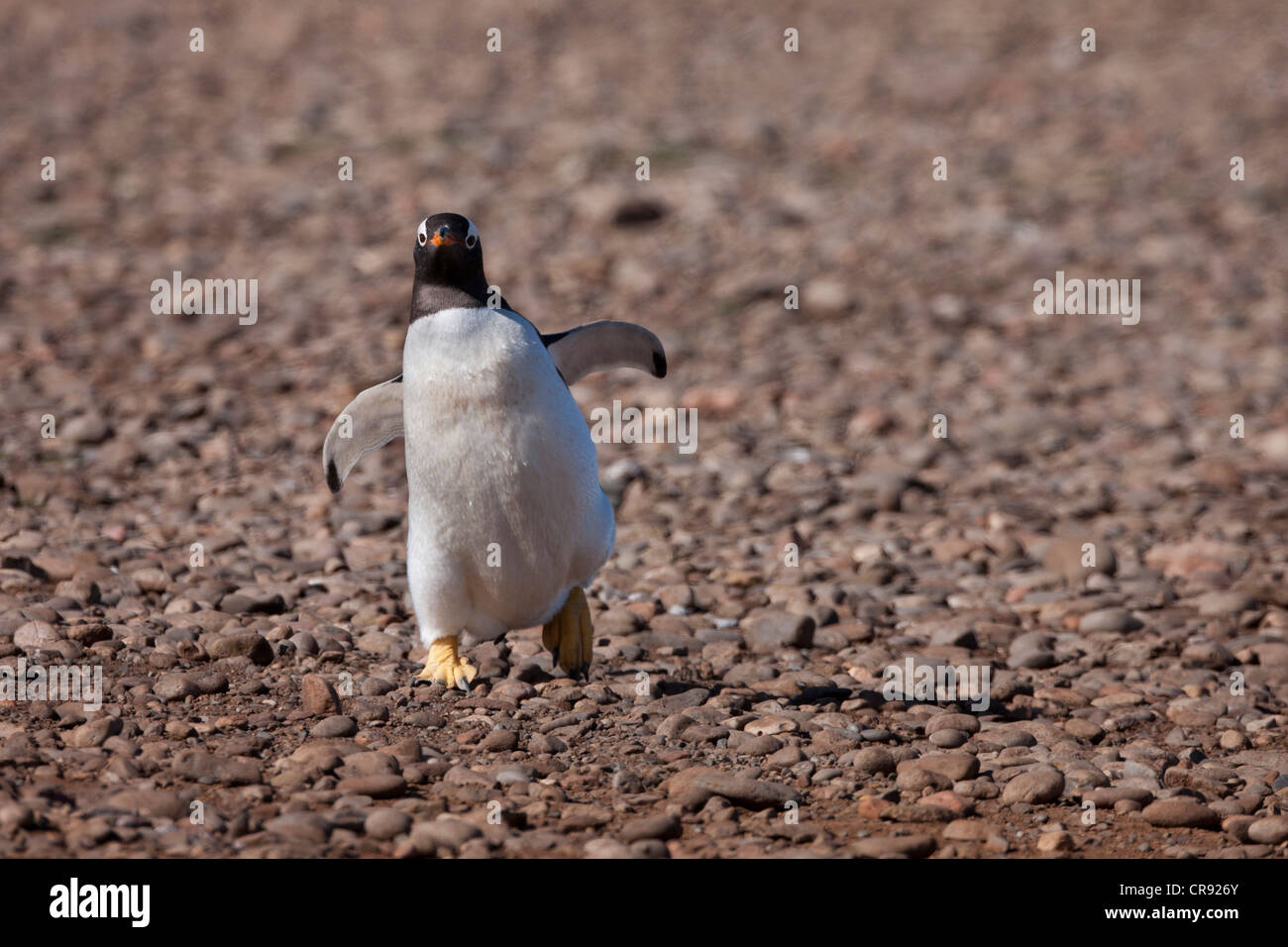 Penguin highway hi-res stock photography and images - Alamy