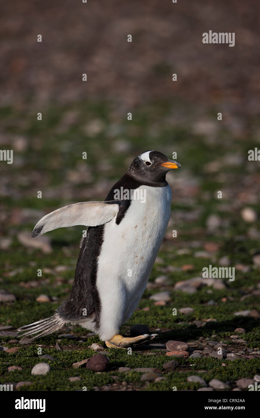 Penguin highway hi-res stock photography and images - Alamy