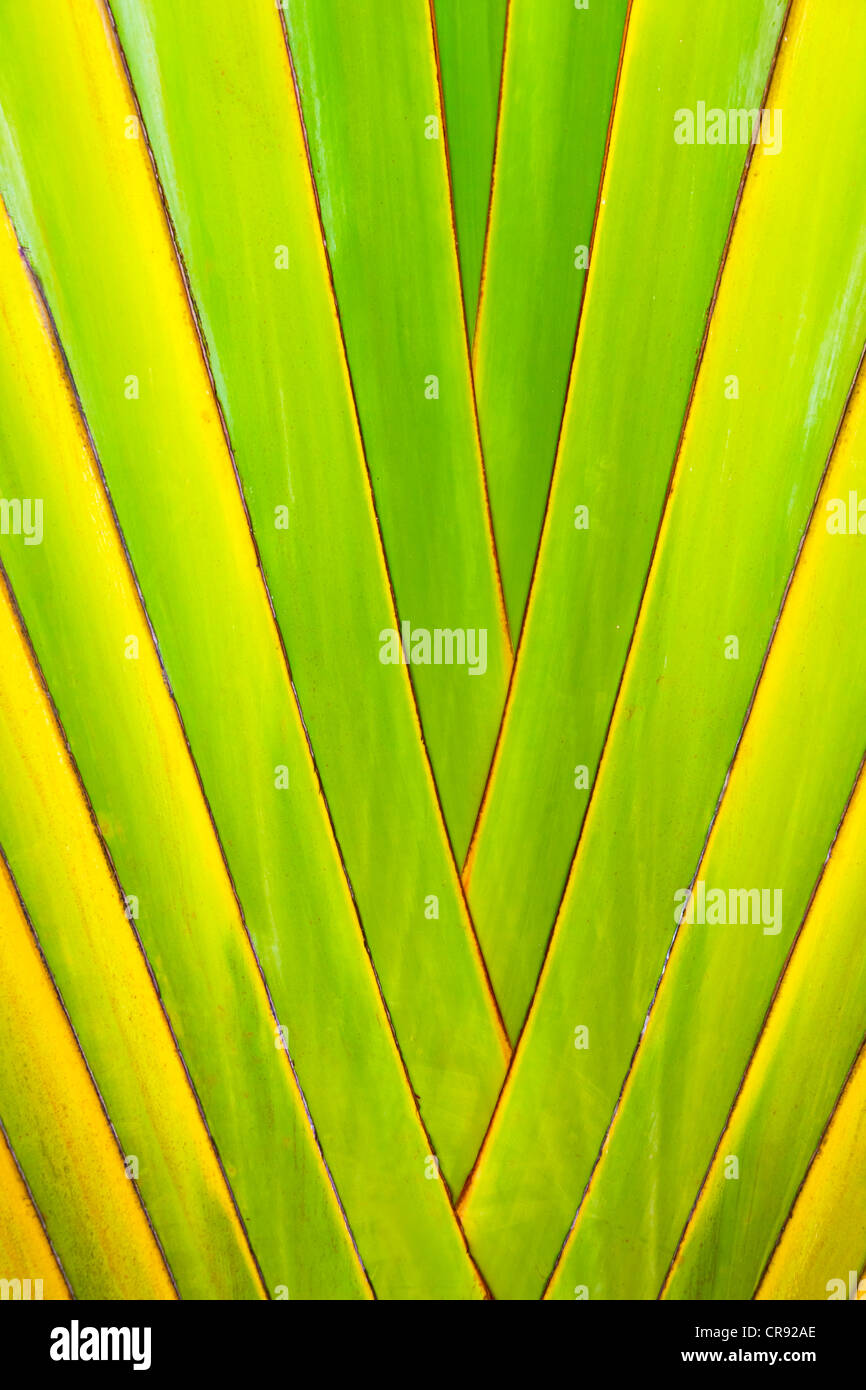 Palm tree, Honduras Stock Photo - Alamy