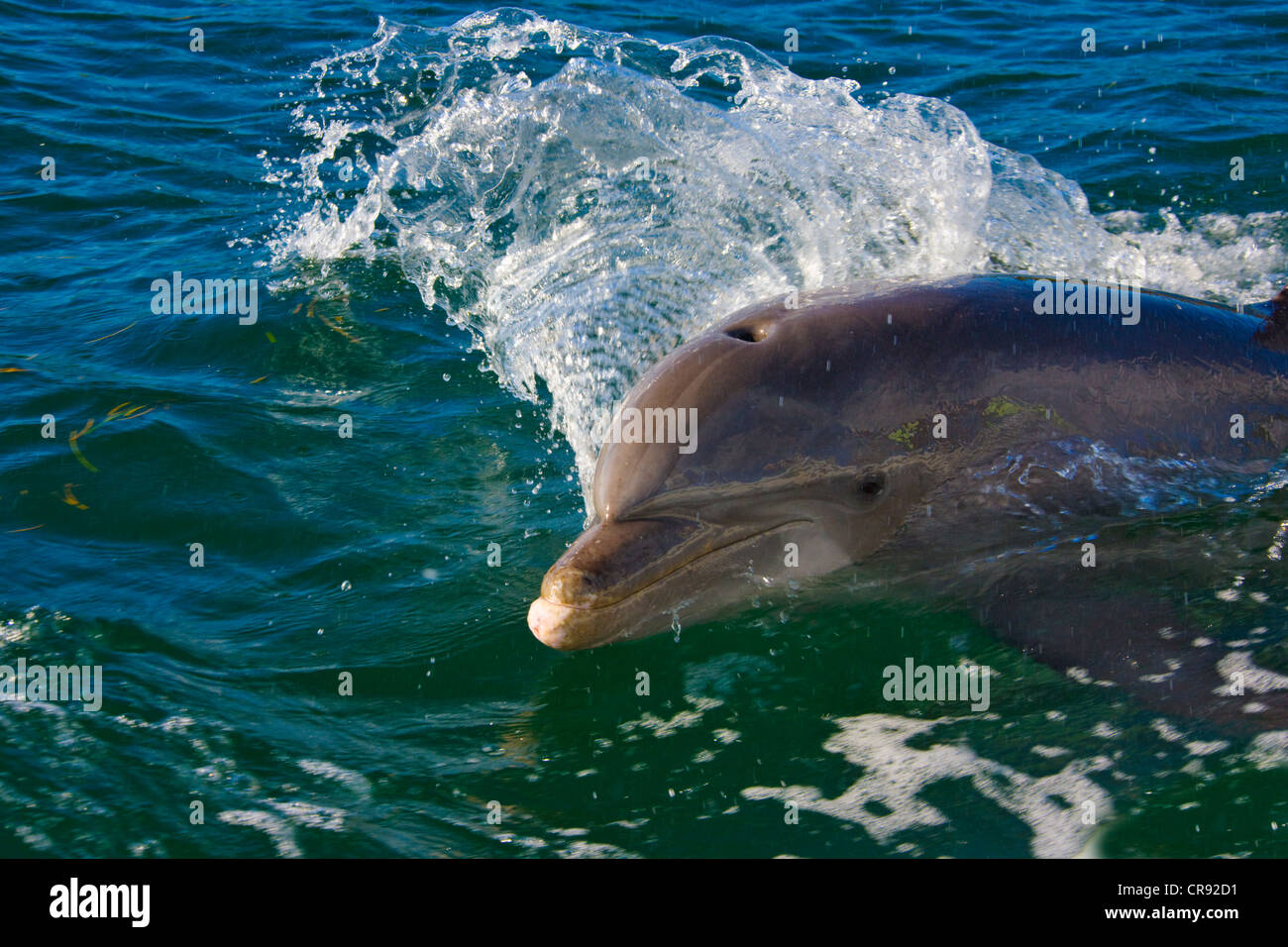 Dolphin in the ocean, Roatan Island, Honduras Stock Photo - Alamy