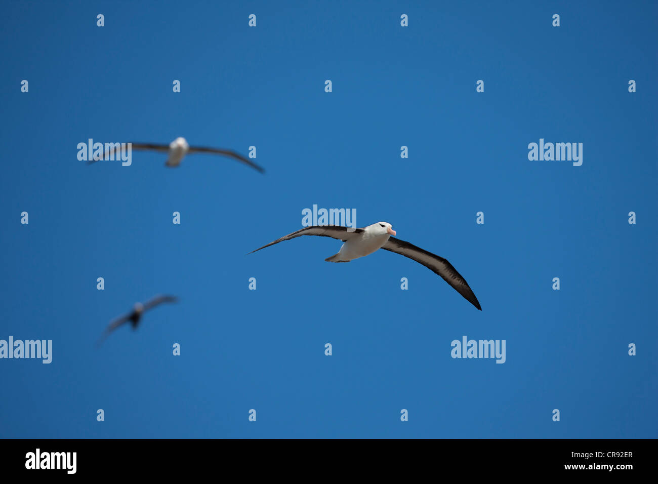 Black-browed Albatross (Thalassarche melanophris melanophris), Black ...