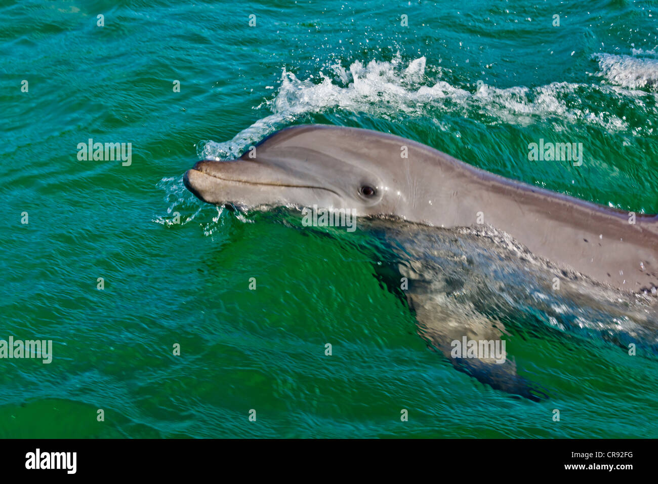 Dolphin in the ocean, Roatan Island, Honduras Stock Photo - Alamy