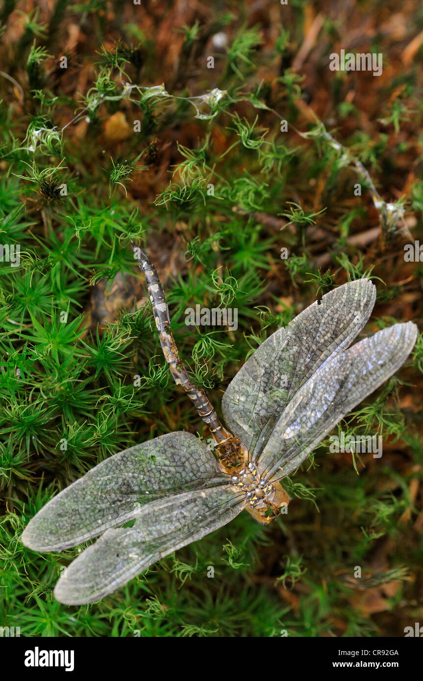 Dragonfly dragonflies hexapod hexapods hi-res stock photography and ...