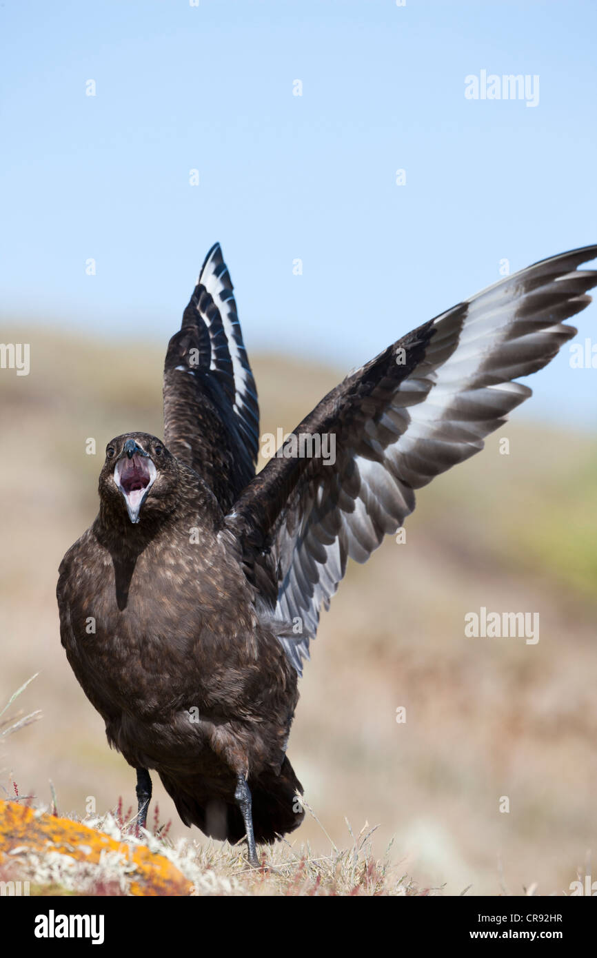 Brown skua hi-res stock photography and images - Alamy