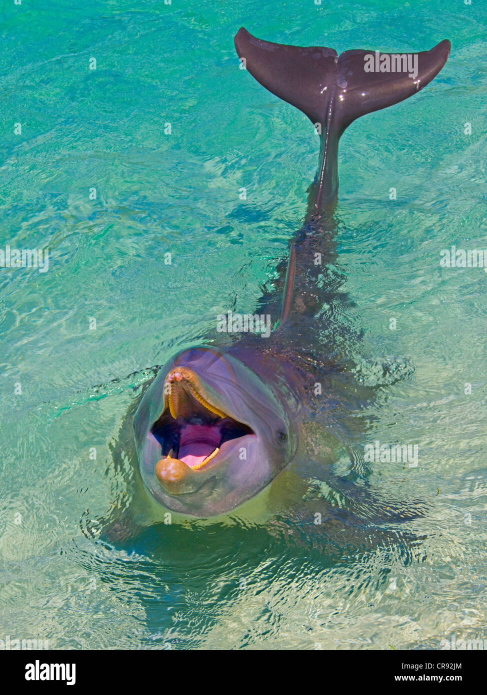 Dolphin in the ocean, Roatan Island, Honduras Stock Photo - Alamy