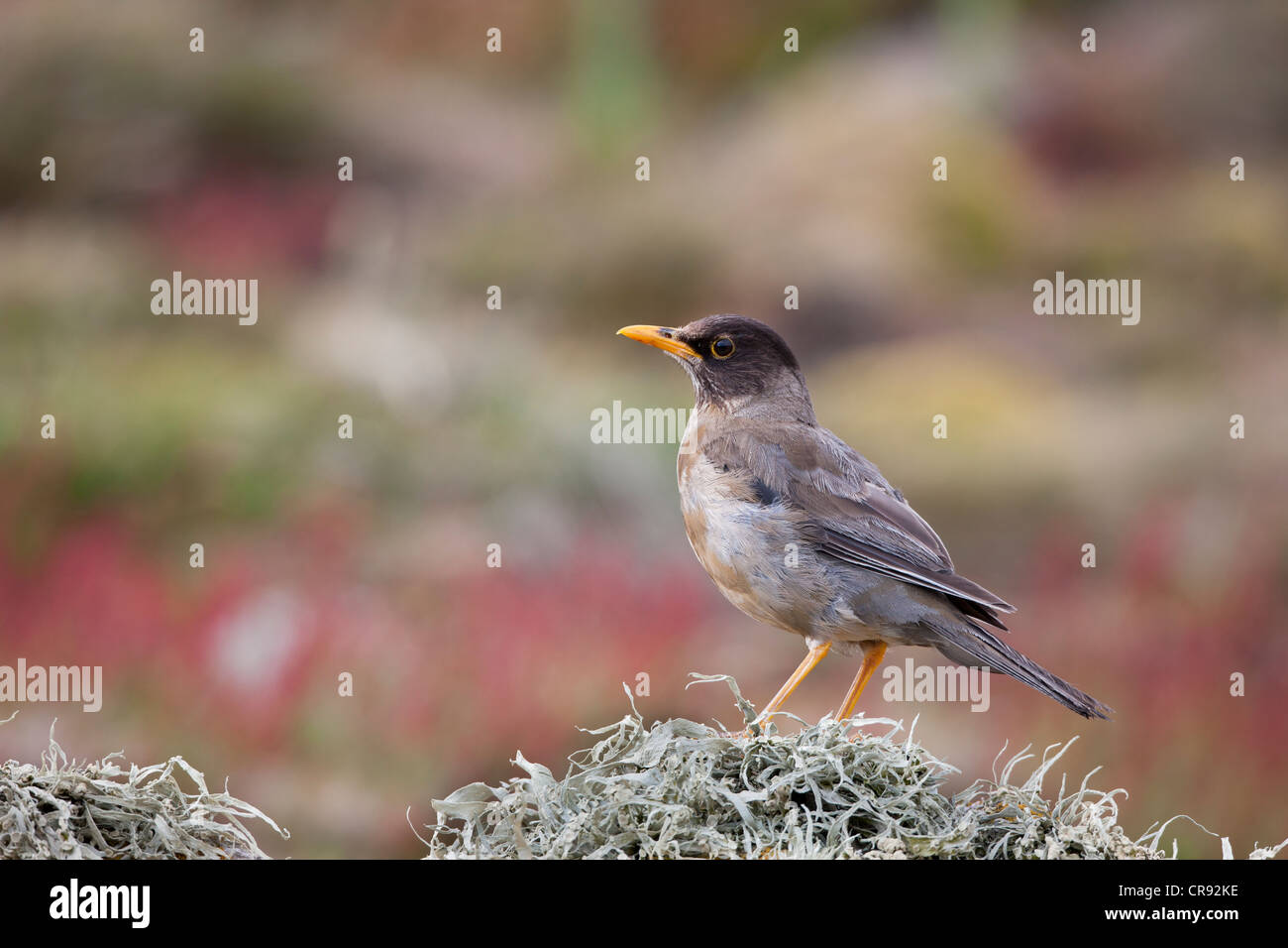 Austral Thrush (Turdus falcklandii falcklandii), Falkland subspecies ...