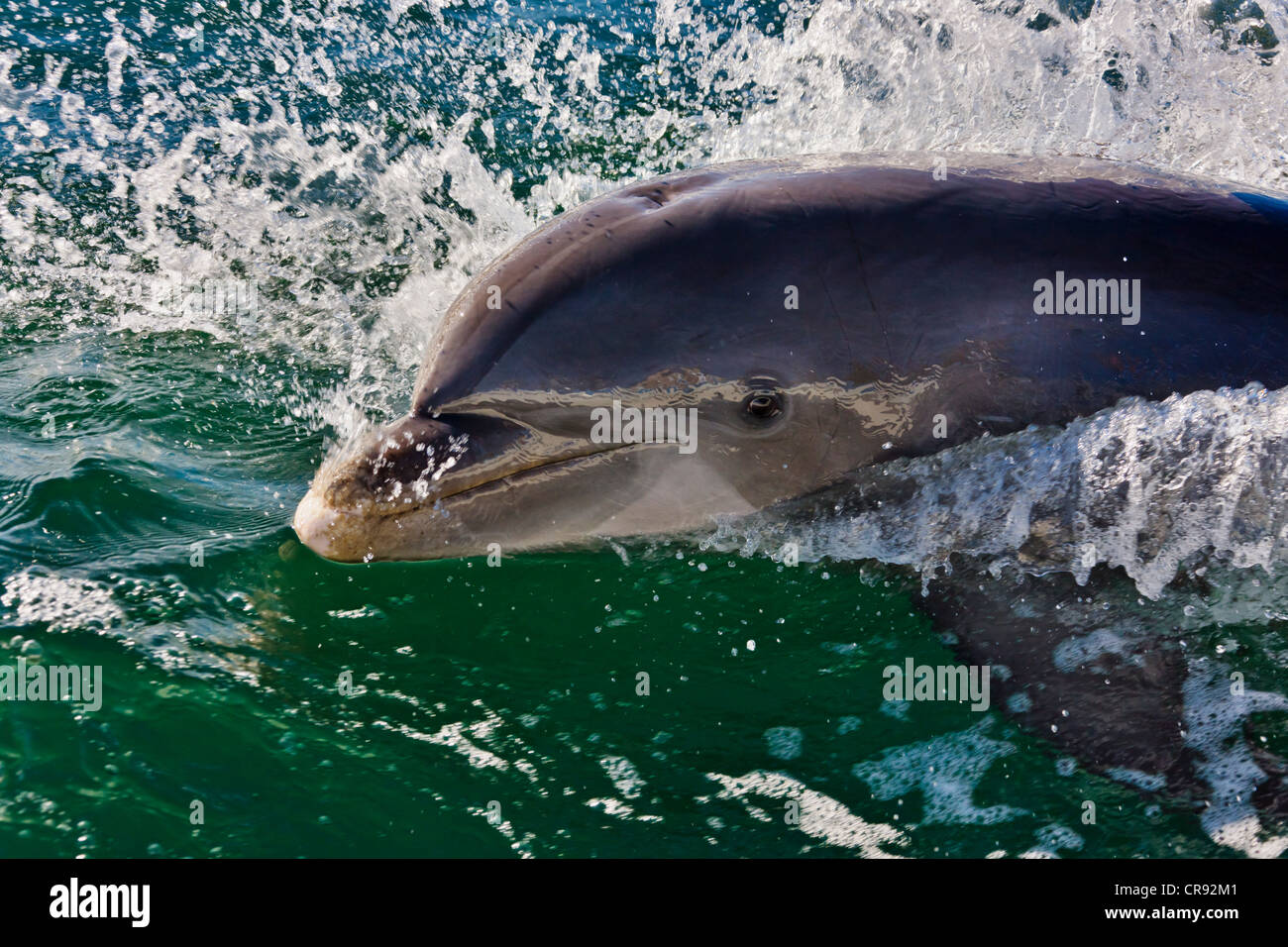 Dolphin in the water, Roatan Island, Honduras Stock Photo - Alamy