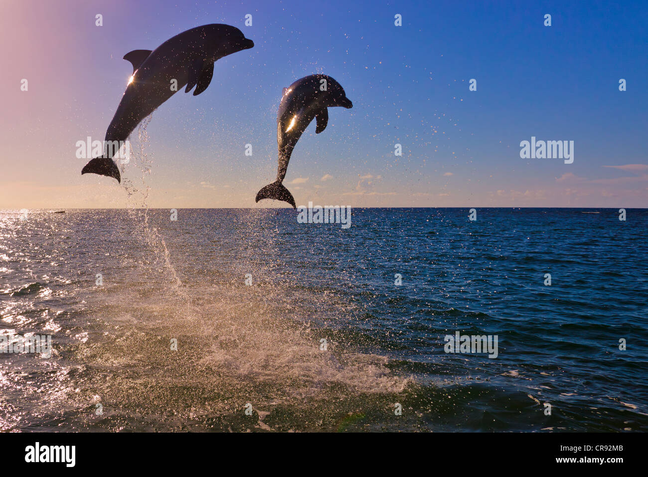 Dolphins leaping from sea, Roatan Island, Honduras Stock Photo - Alamy