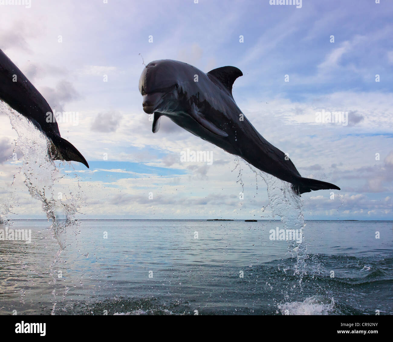 Dolphins leaping from sea, Roatan Island, Honduras Stock Photo - Alamy