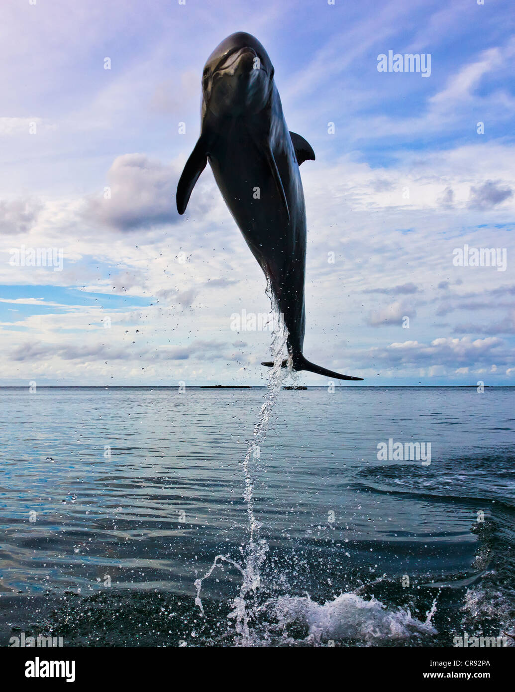 Dolphin leaping from sea, Roatan Island, Honduras Stock Photo - Alamy