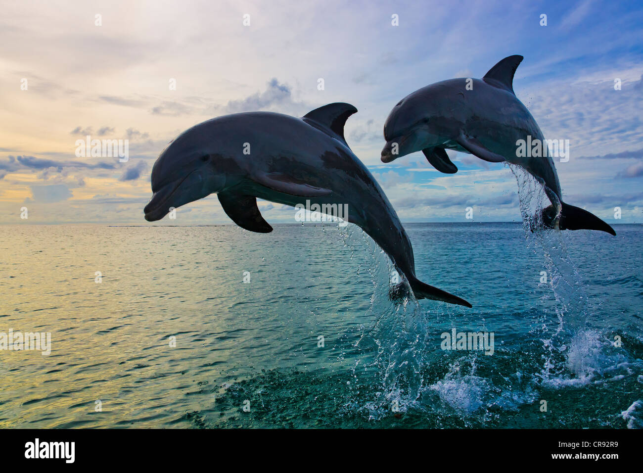 Dolphins leaping from sea, Roatan Island, Honduras Stock Photo - Alamy