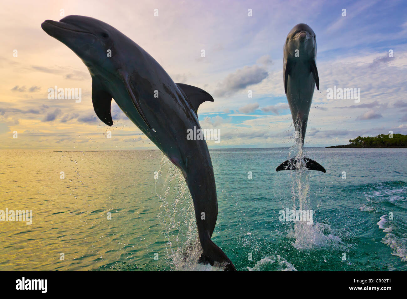Dolphins leaping from sea, Roatan Island, Honduras Stock Photo - Alamy