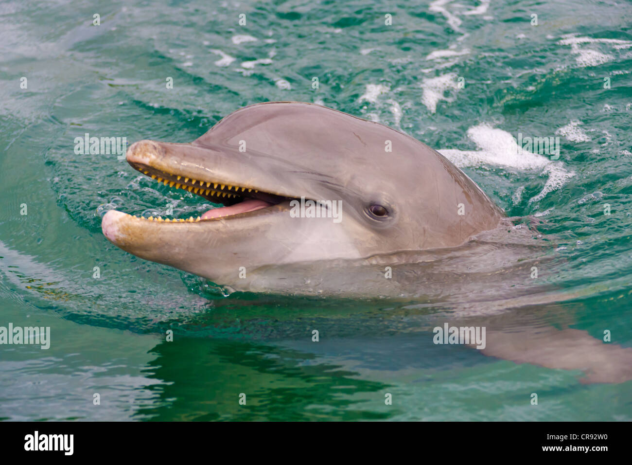 Dolphin in the ocean, Roatan Island, Honduras Stock Photo - Alamy