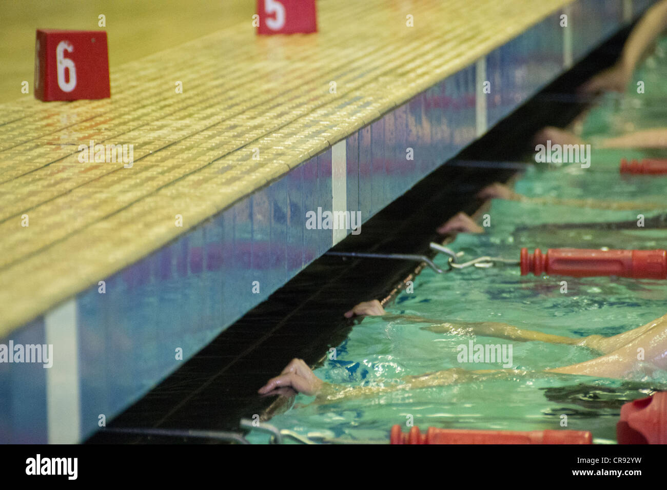 swimmers waiting for race to start in pool Stock Photo - Alamy