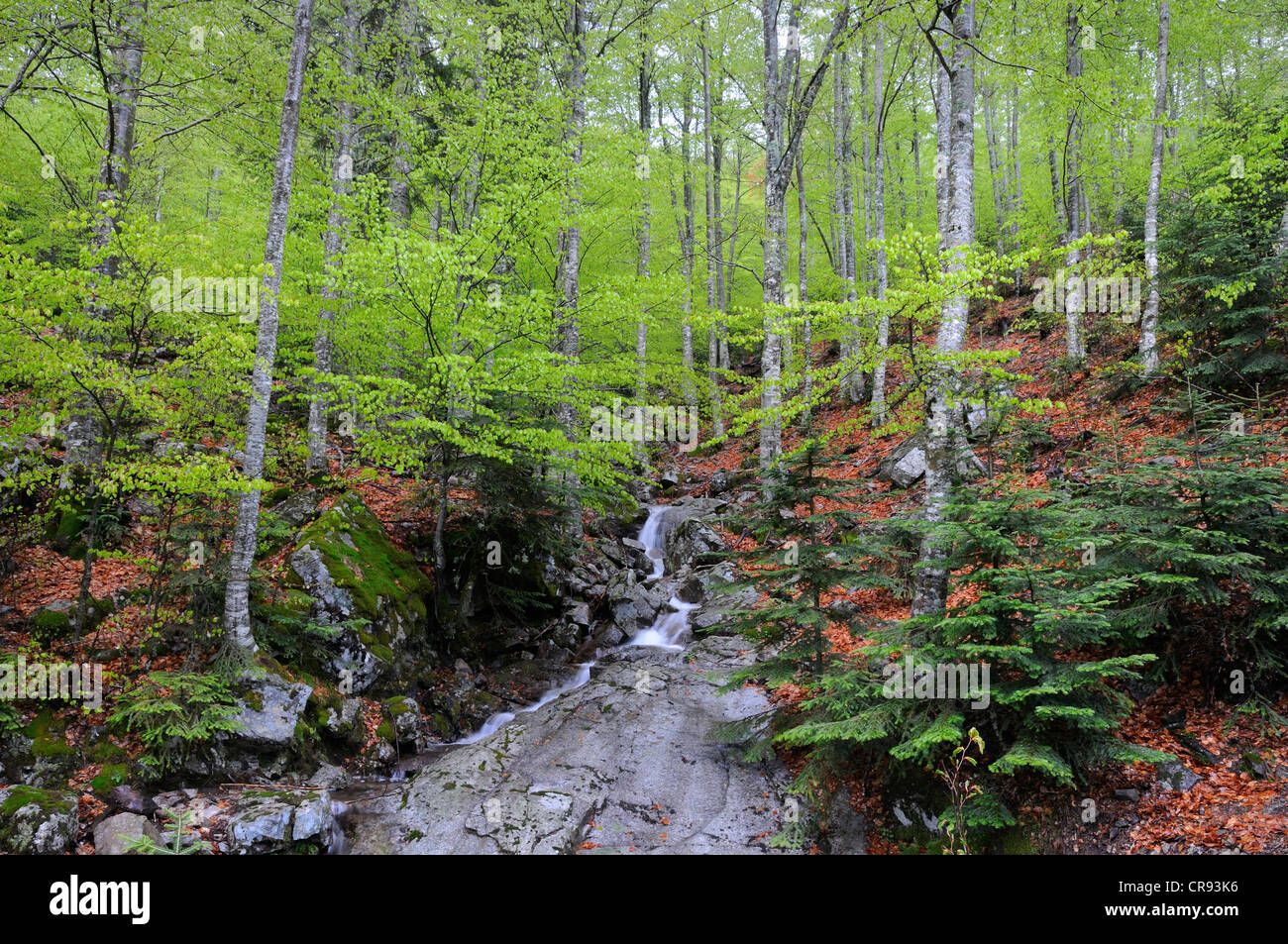 Stream ferns in forest hi-res stock photography and images - Alamy