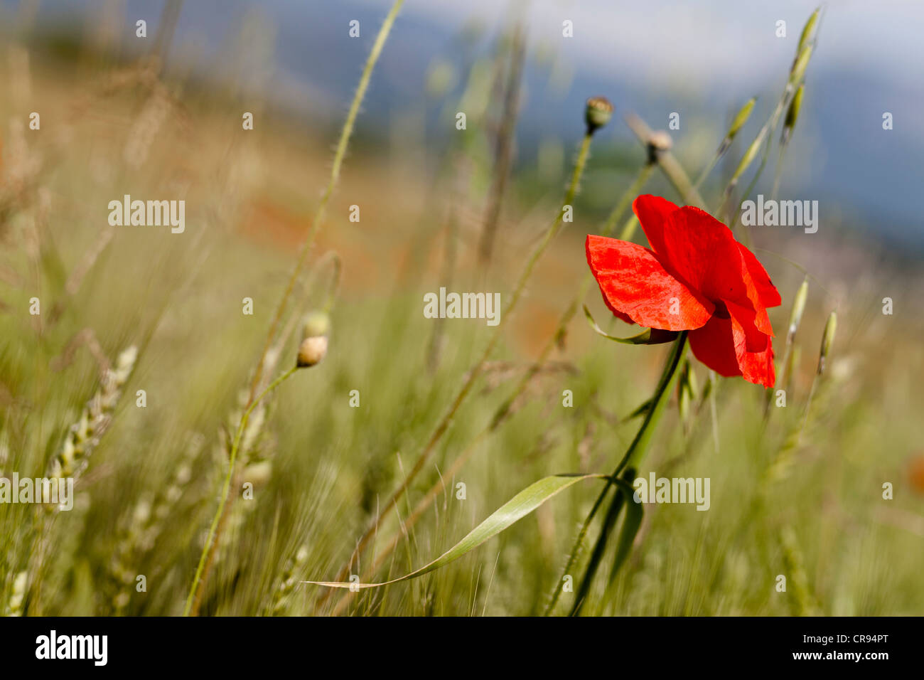 Poppy (Papaver) on Lake Garda, Trentino, Italy, Europe Stock Photo - Alamy