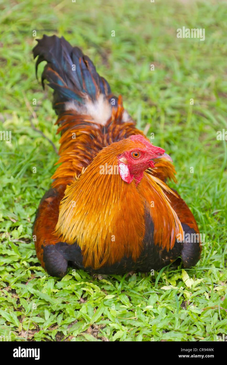 Rooster hi-res stock photography and images - Alamy