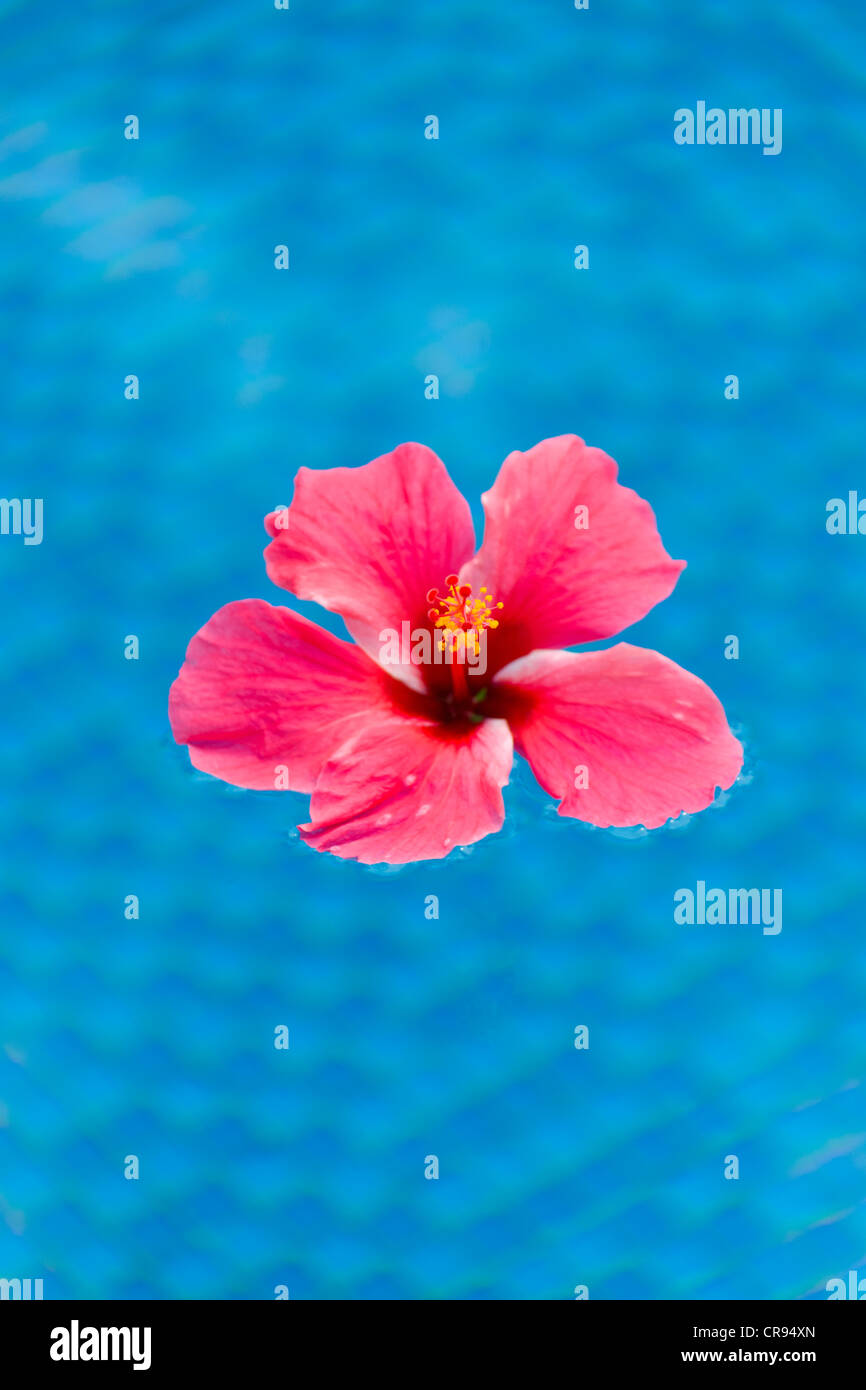 Palau micronesia flower hi-res stock photography and images - Alamy