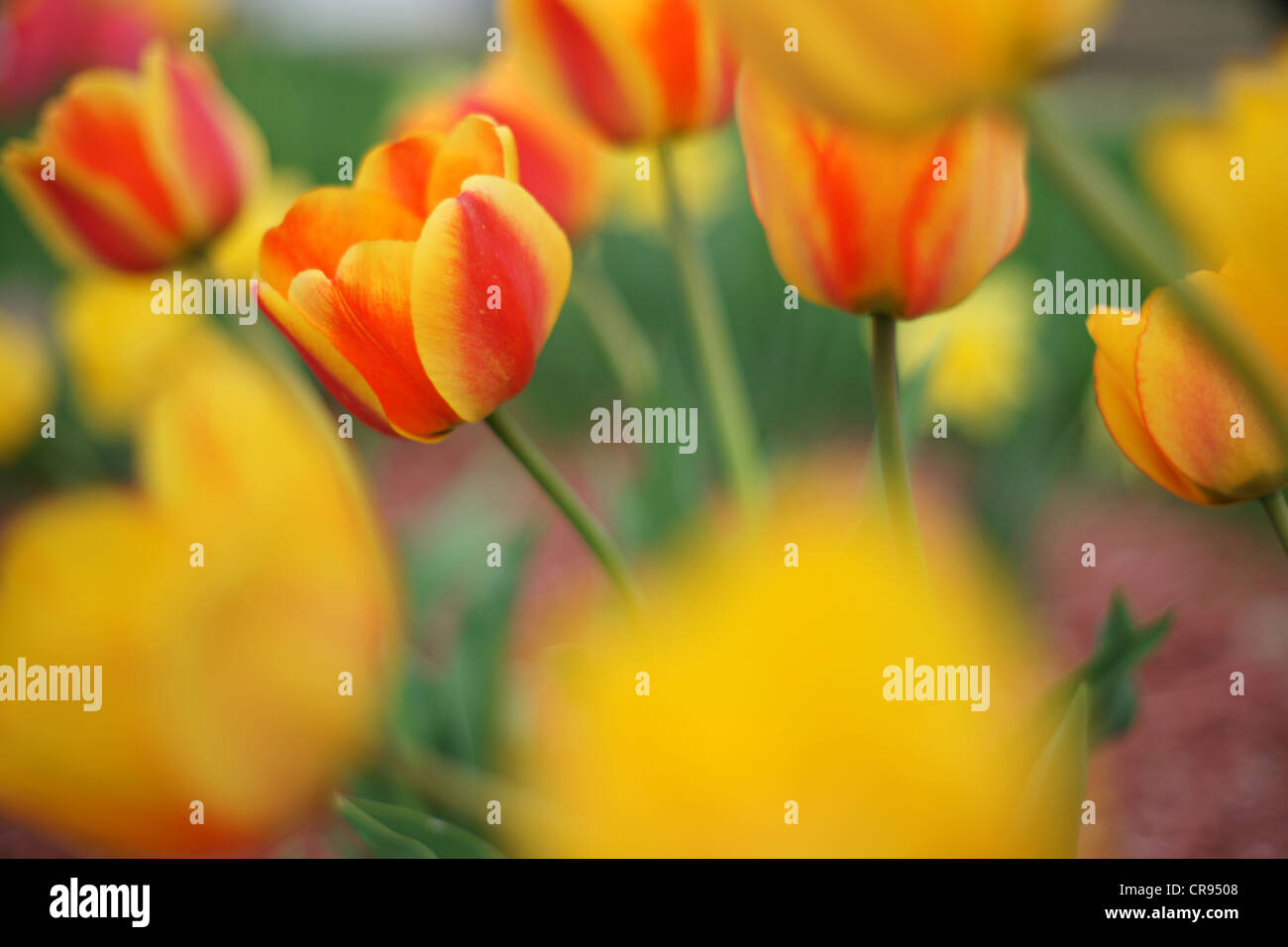 Tulips in Spring are breaking forth with color and hope of new life ...