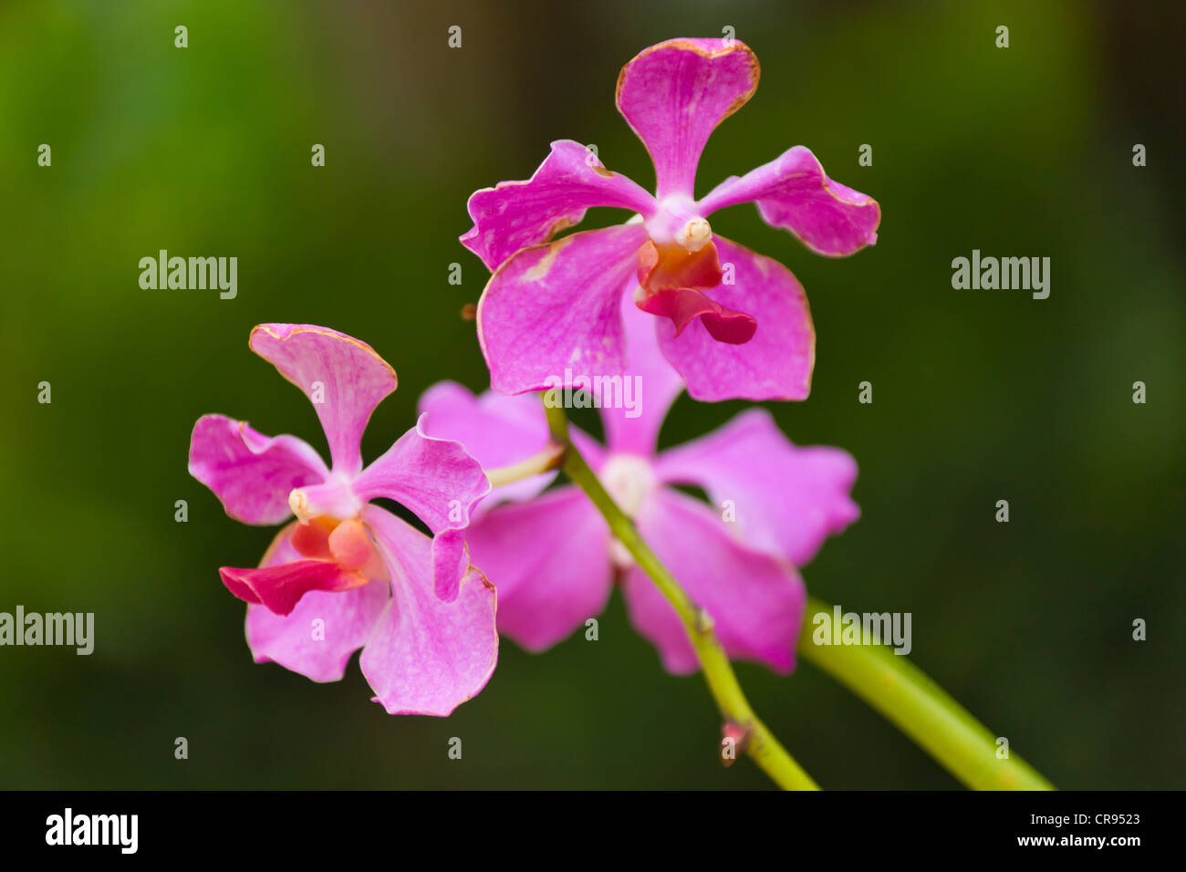 Palau flowers hi-res stock photography and images - Alamy