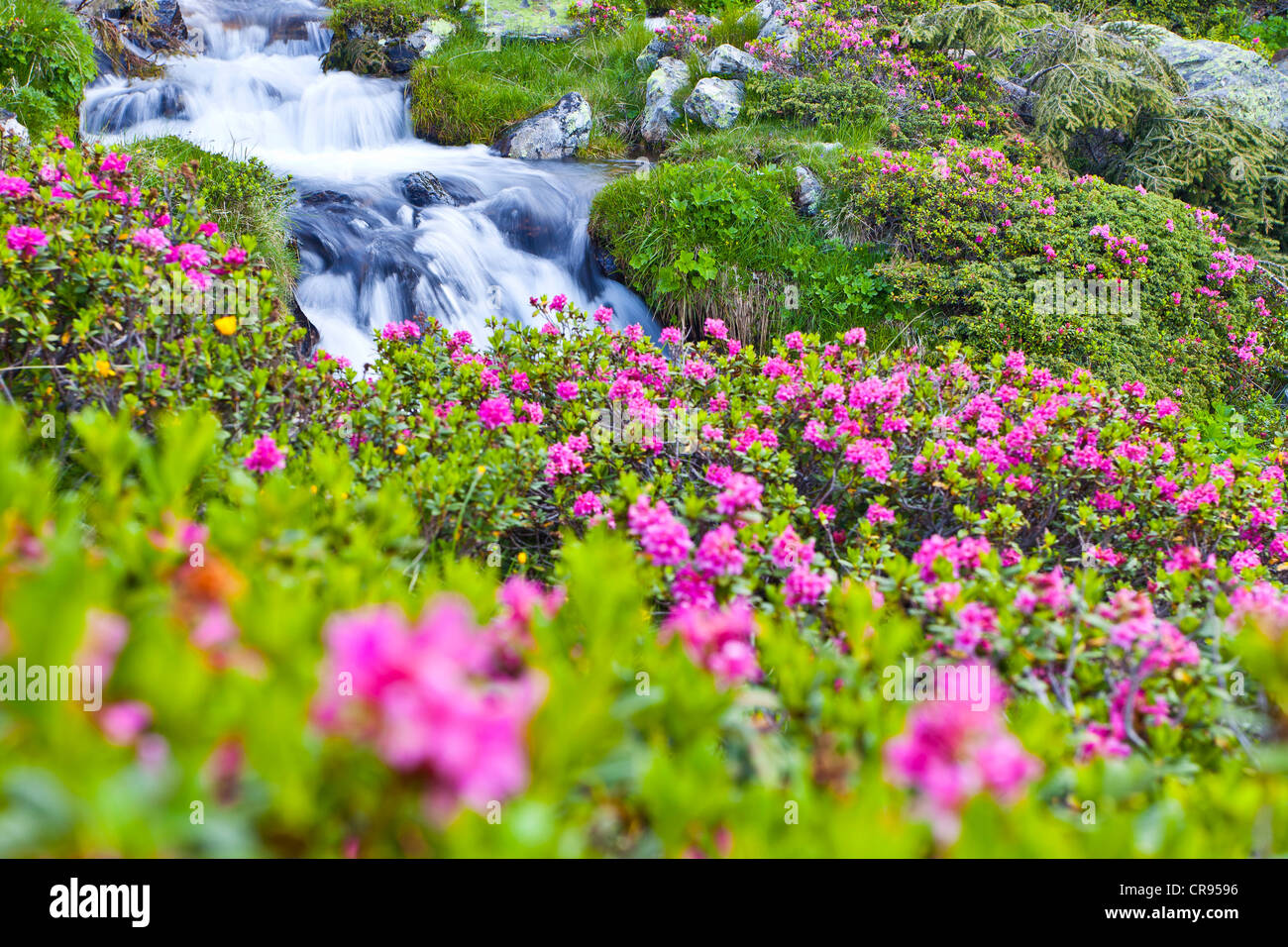 Alpenroses or Snow-roses (Rhododendron ferrugineum), seen while ...