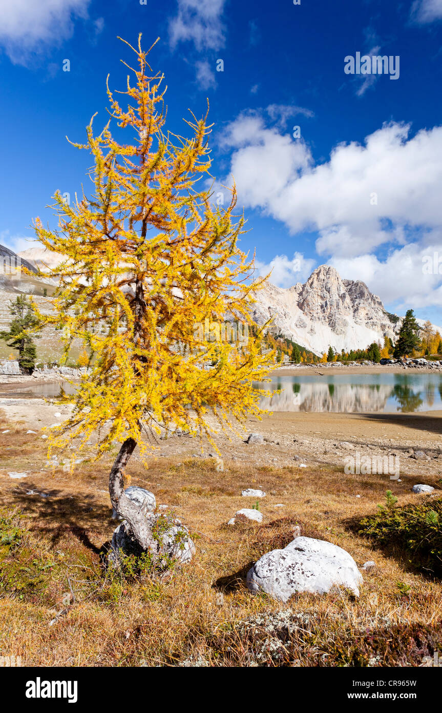 Small larch tree in autumnal colours, Schottersee lake in front of Col ...