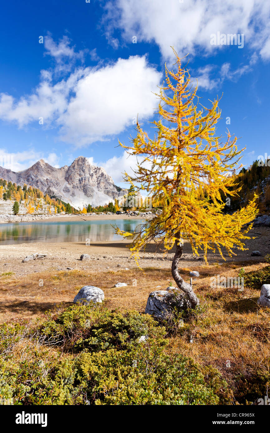 Larch hi-res stock photography and images - Alamy