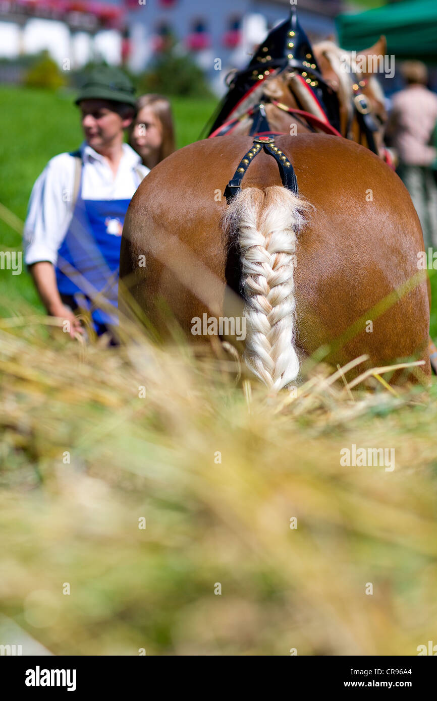 Harvesting hay, Alto Adige, Italy, Europe Stock Photo - Alamy
