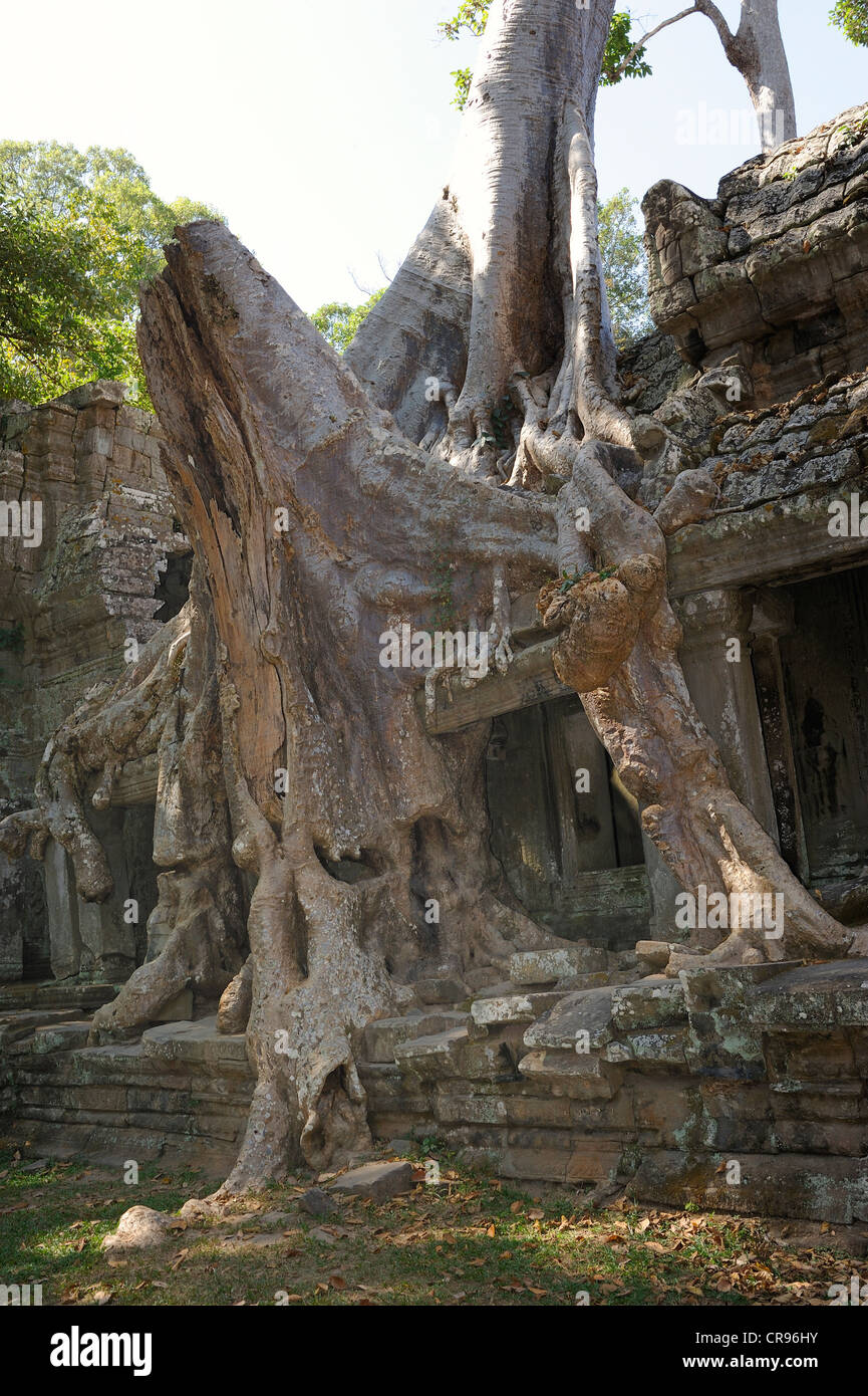 Strangler Fig tree (Ficus sp.) enveloping part of the Ta Prohm temple ...