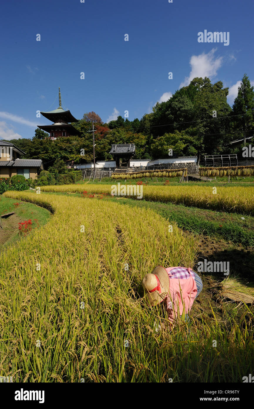 Farmer reaping rice with a sickle, Iwakura Kyoto, Japan, Asia Stock ...