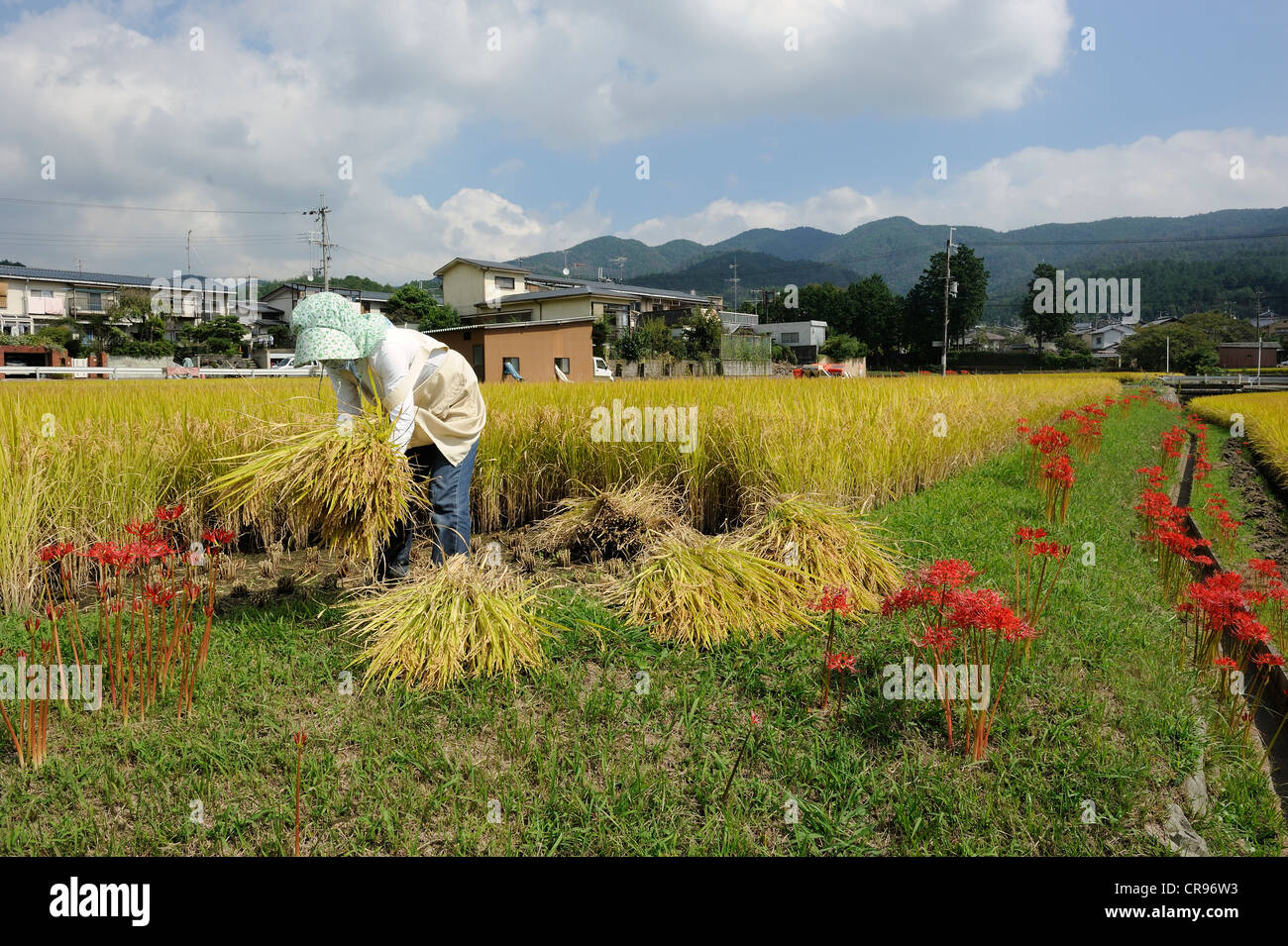 Japan Farmer Harvesting Rice Combine Stock Photos & Japan Farmer ...