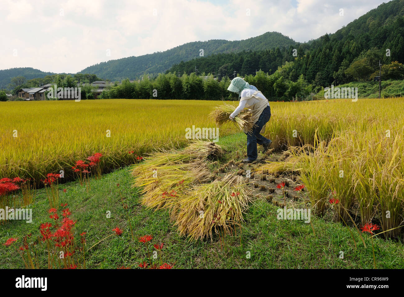 Farmer using sickle hi-res stock photography and images - Alamy