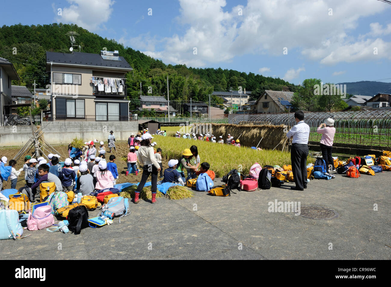 Experiential learning, school class harvesting rice, Iwakura, Kyoto ...