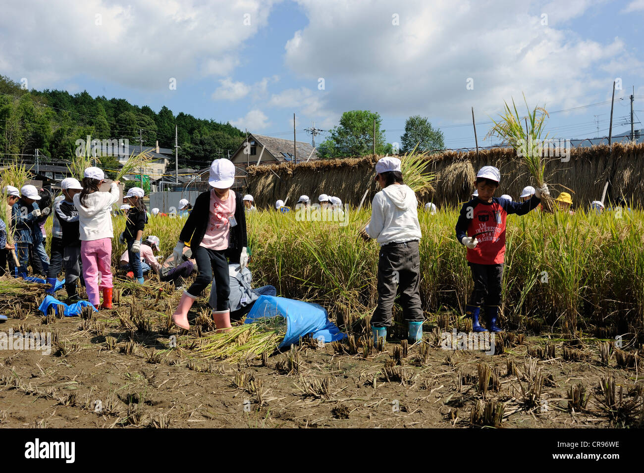 Experiential learning, school class harvesting rice, Iwakura, Kyoto ...